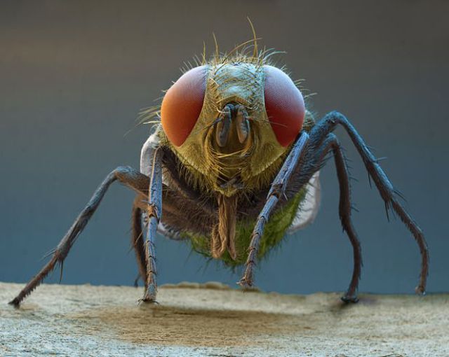 Creepy Crawlies 22 Pics Izismile Creepy Crawlies 22 Pics Izismile